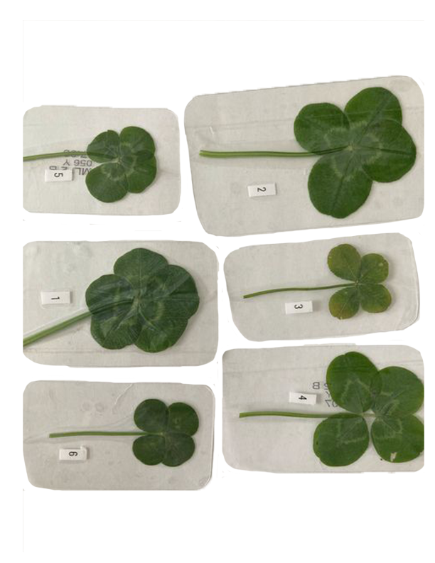 Four Leaf Clovers